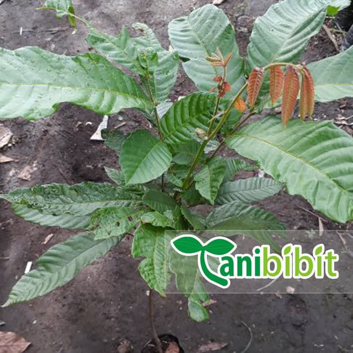 Bibit Pohon Matoa - Buah Mirip Kelengkeng Aroma Durian - Khas Papua ...