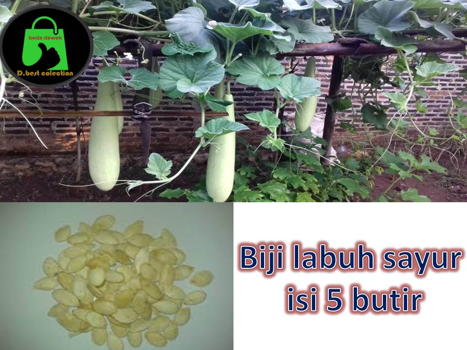 biji Benih Labu Air Panjang | Lazada Indonesia