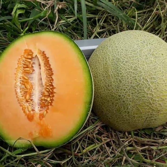Benih Resmi - Melon Merlin Hibrida F1 Dari Bintang Asia | Lazada Indonesia