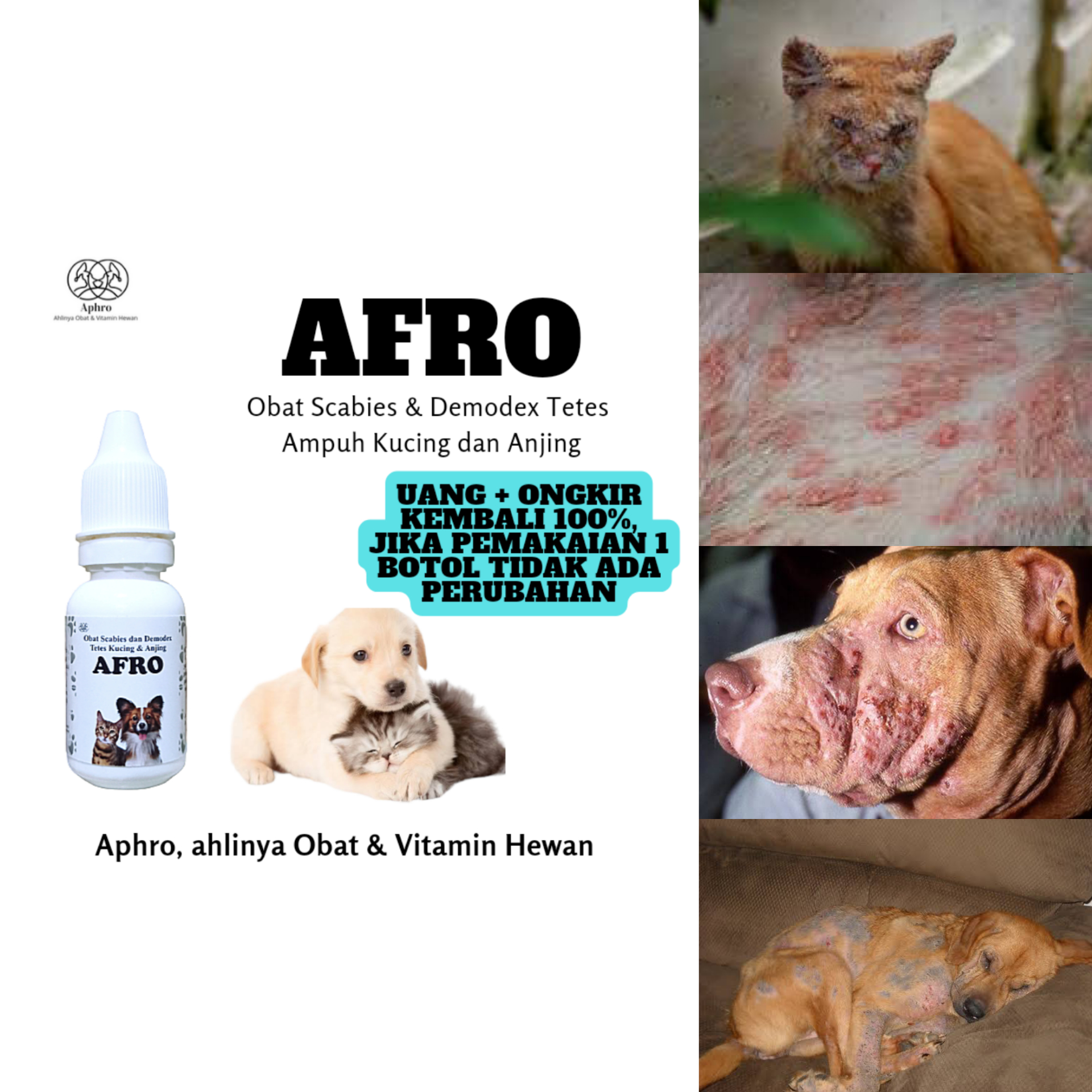 OBAT SCABIES DEMODEX ABSES TETES KUCING | OBAT SCABIES DEMODEX ABSES ...