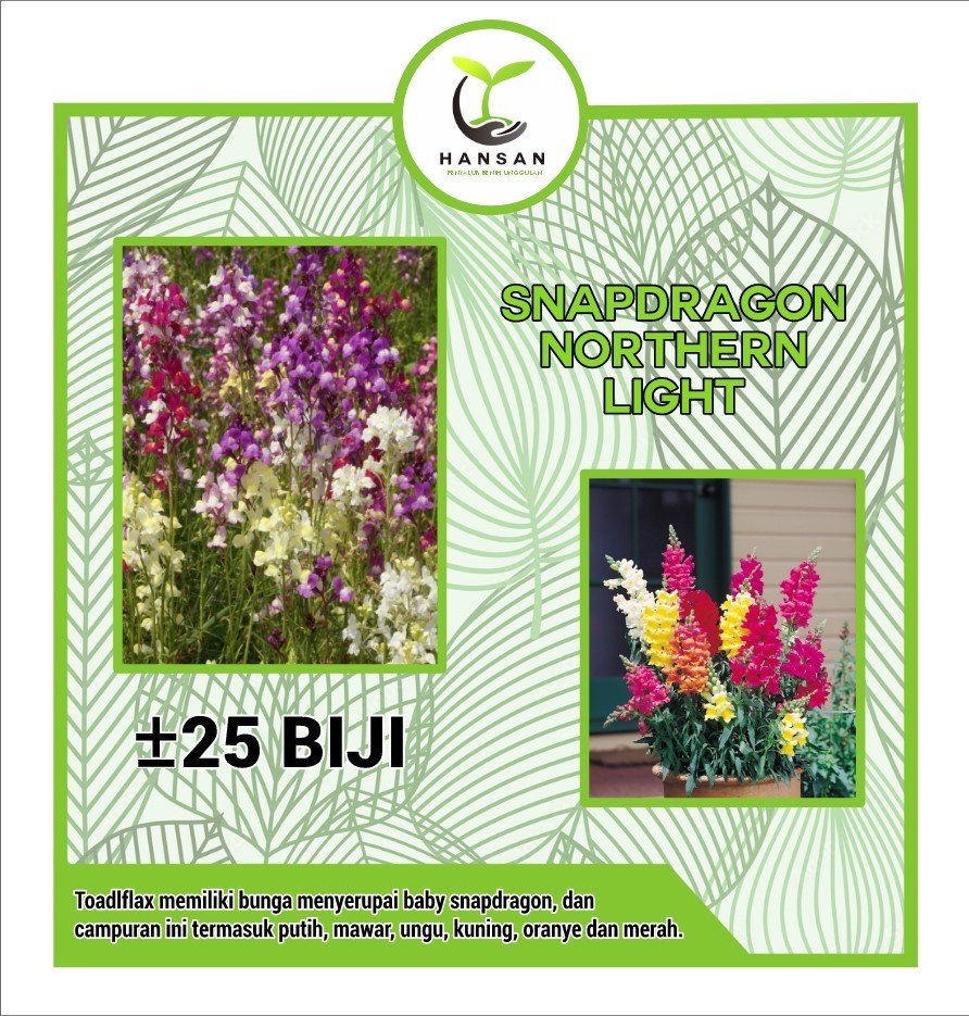 25 Bibit Bunga Snapdragon Northern Light Benih Tanaman Bunga Import ...