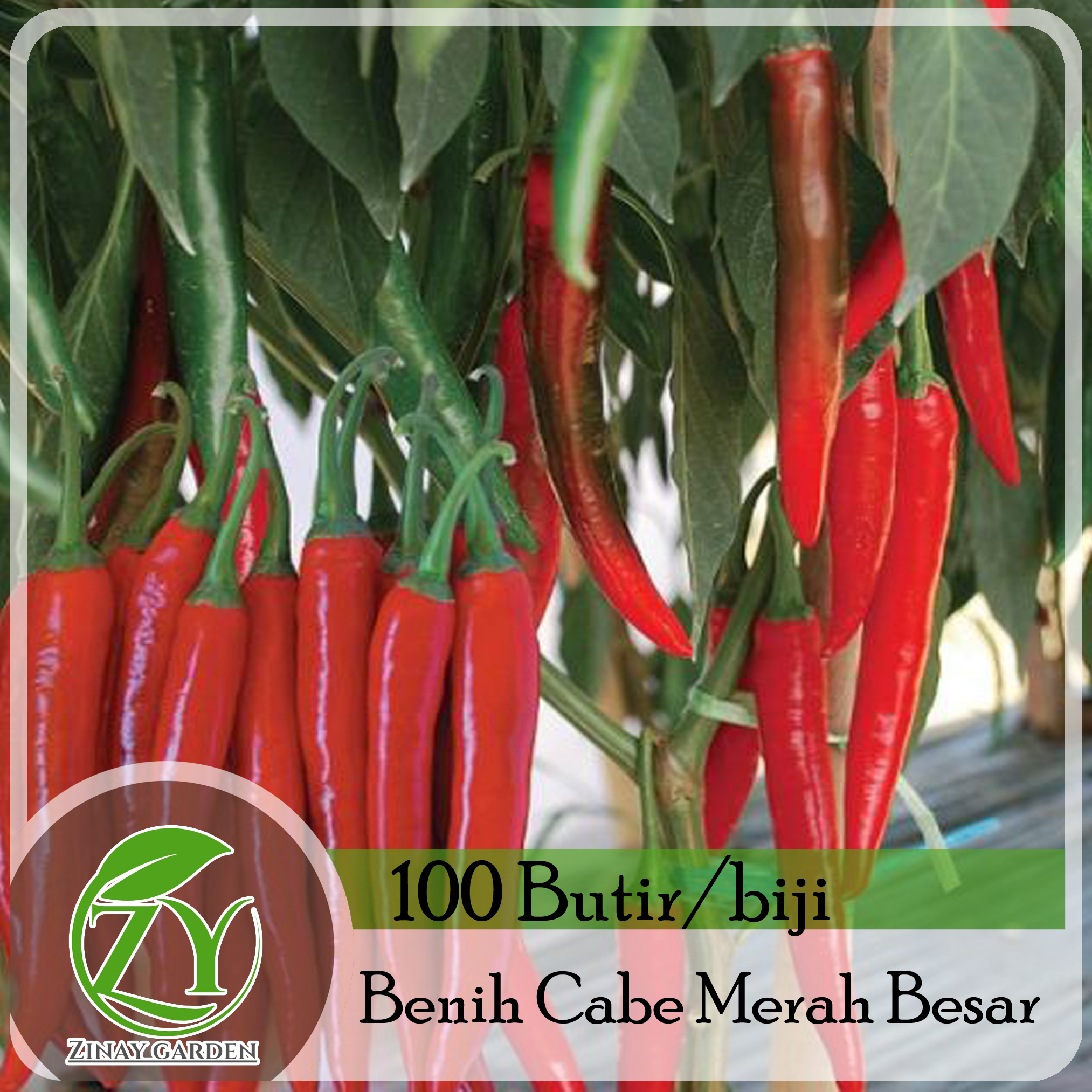 100 BIJI BENIH CABE MERAH BESAR | Lazada Indonesia