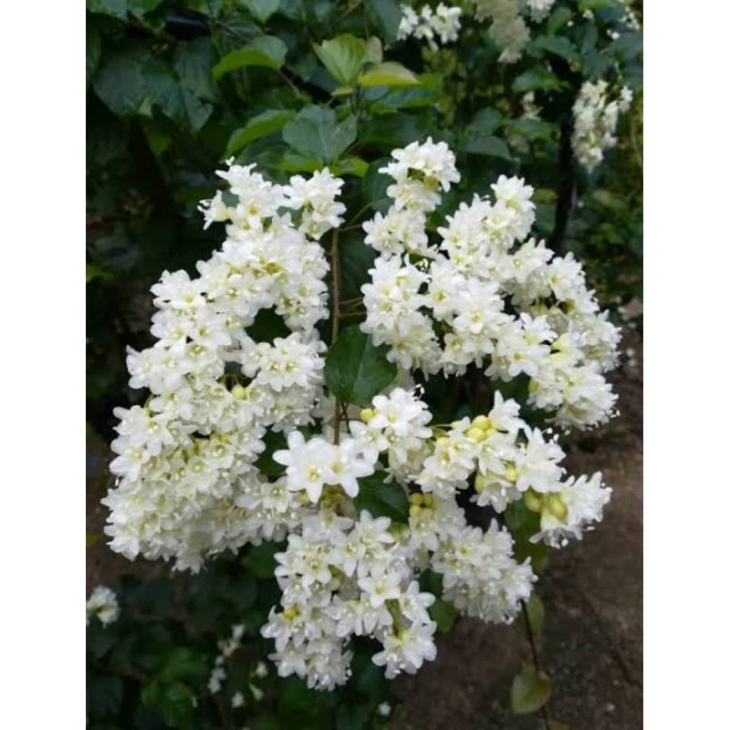 porana volubilis | Lazada Indonesia