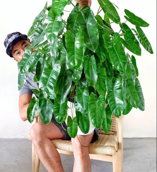 Tanaman philodendron burle marx / philodendron burle marx / tanaman ...