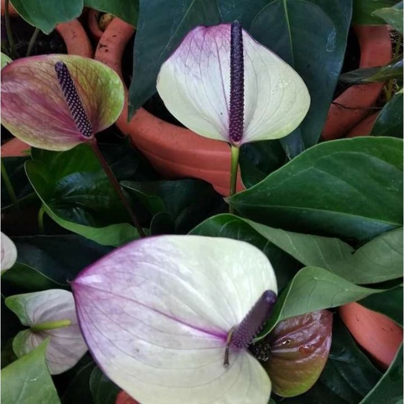 TANAMAN HIAS ANTHURIUM MICKEY MOUSE LILAC SPLASH | Lazada Indonesia