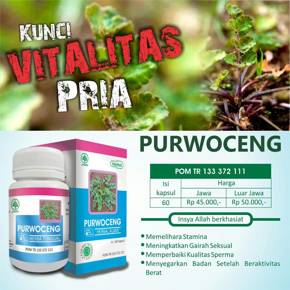 PURWOCENGHIU kapsul herbal purwoceng murni isi 60 kapsul | Lazada Indonesia