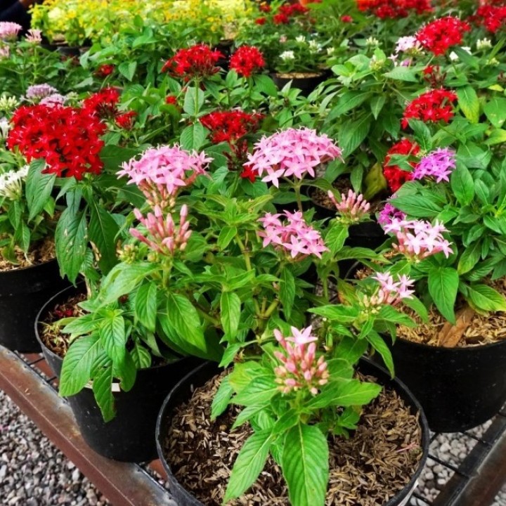 Tanaman hias Bunga Verena / bunga Pentas pohon hidup | Lazada Indonesia