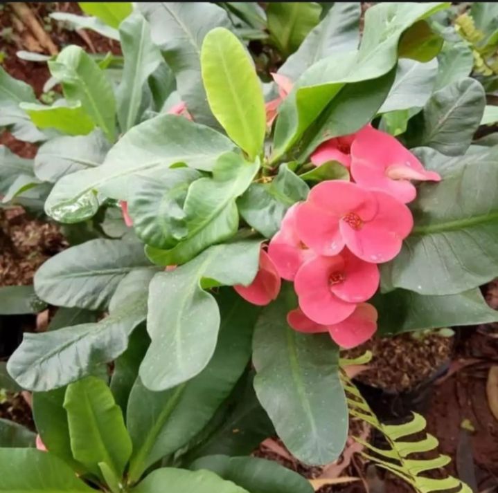 Jangan Lewatkan! 50+ Tanaman Bunga Berduri yang Mantul! - Informasi ...