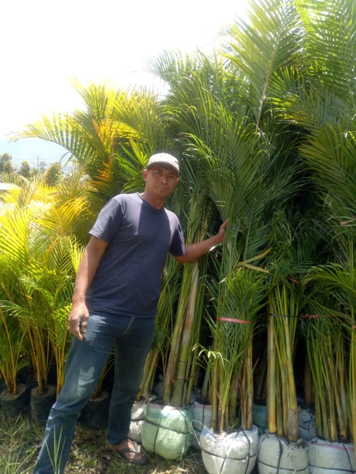 Pohon Palem Kuning 2 Meter up Tanaman Chrysalidocarpus Lutescens ...