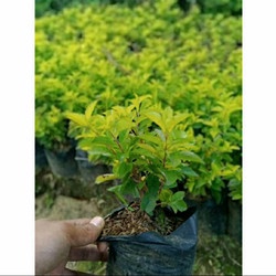 Tanaman Hias Penitian Pangkas Kuning Pagar Hidup - bunga taman ...