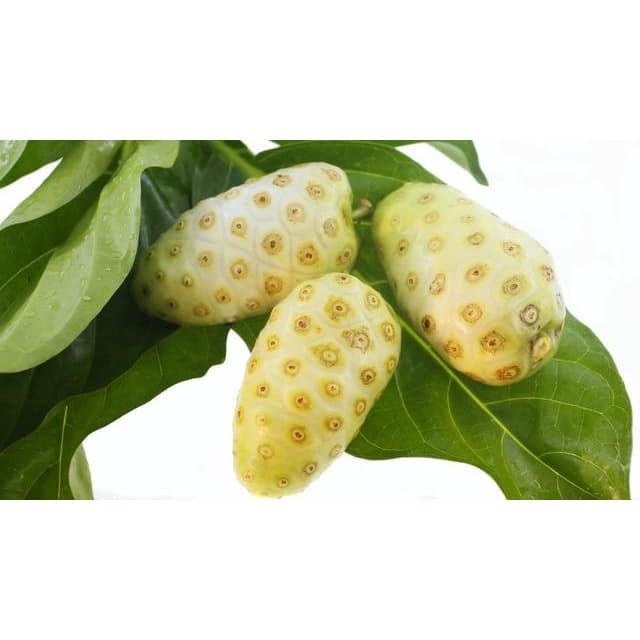 Buah mengkudu / pace - Buah dijamin segar berat 1 kg organik | Lazada ...