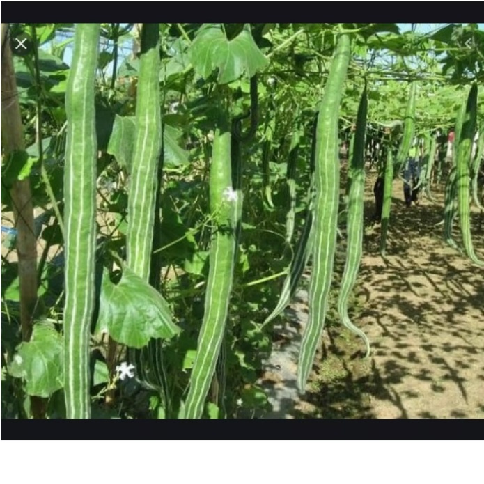 PARE BELUT -COD- 3 biji / bibit / benih PARE BELUT / PARE ULAR / PARE ...