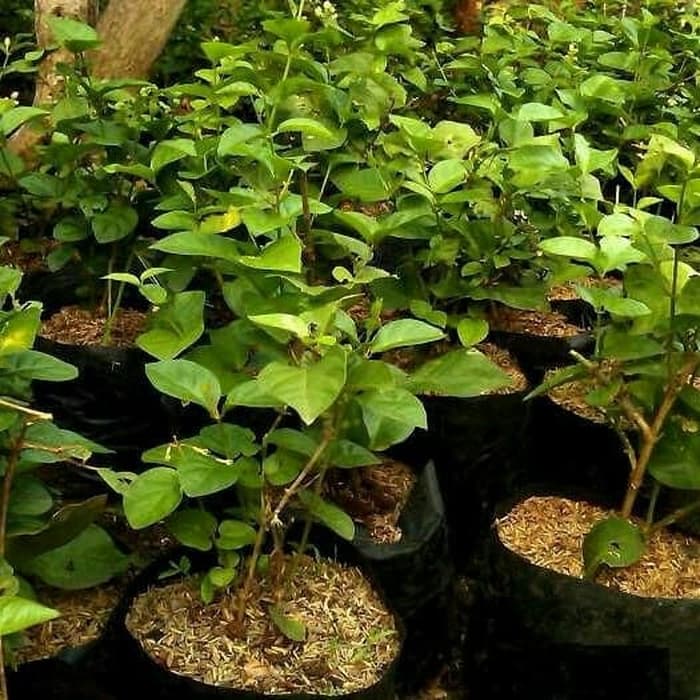 pohon melati wangi / tanaman bunga melati harum | Lazada Indonesia