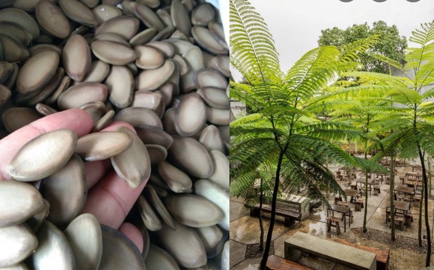 10 Biji Schizolobium Parahyba / solobium / Pakis Brazil | Lazada Indonesia