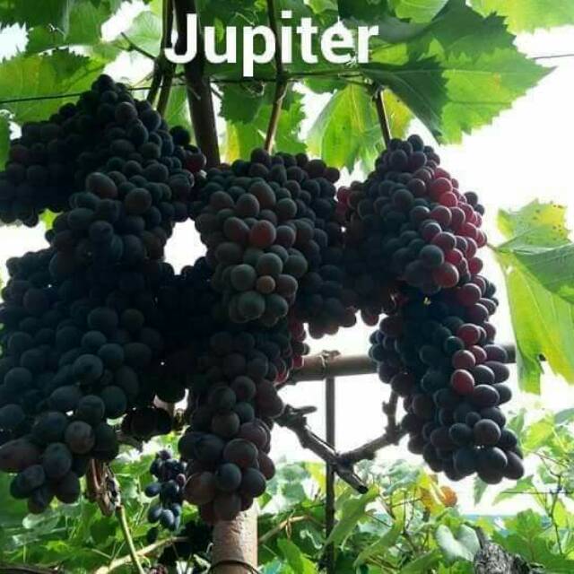 Anggur import jupiter (hasil grafting) cepat berbuah bibit anggur ...