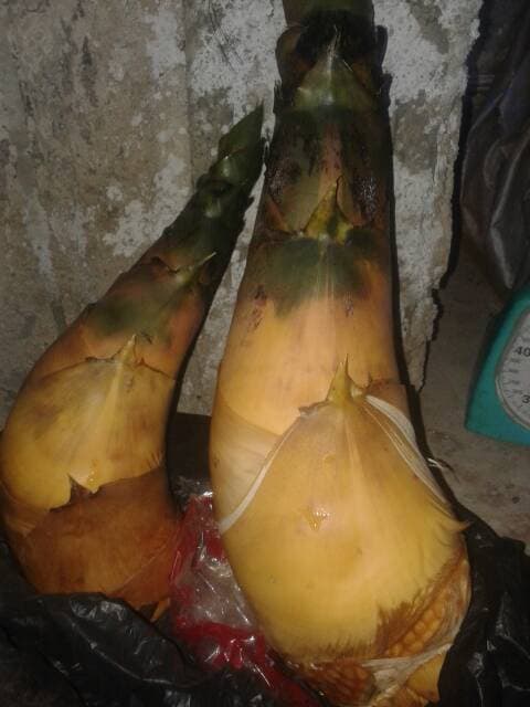 Rebung bambu kuning segar 1 kg / rebung bambu kuning asli / rebung obat ...