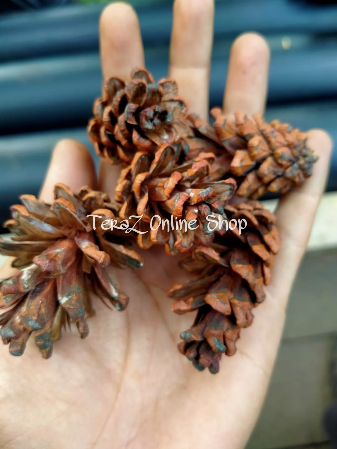 bunga pinus kering ( untuk properti foto atau hiasan) | Lazada Indonesia