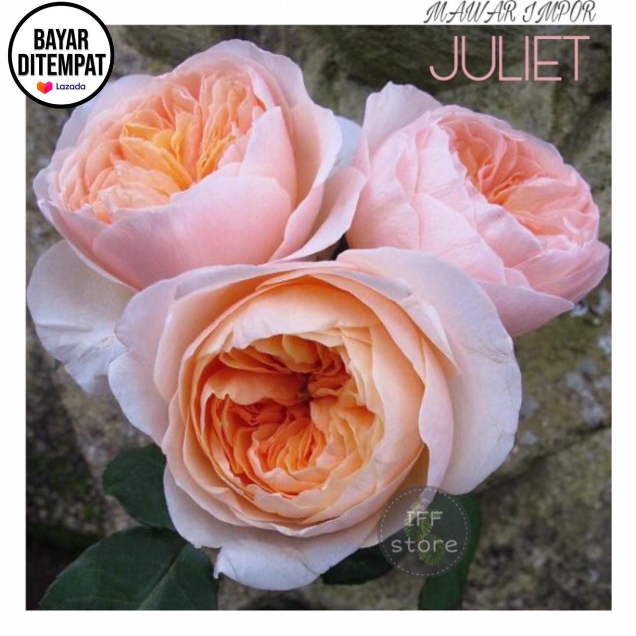 Bunga Mawar Import Juliet Super Wangi / bunga mawar asli hidup siap ... Bunga Mawar Import Juliet Super Wangi / bunga mawar asli hidup siap ...