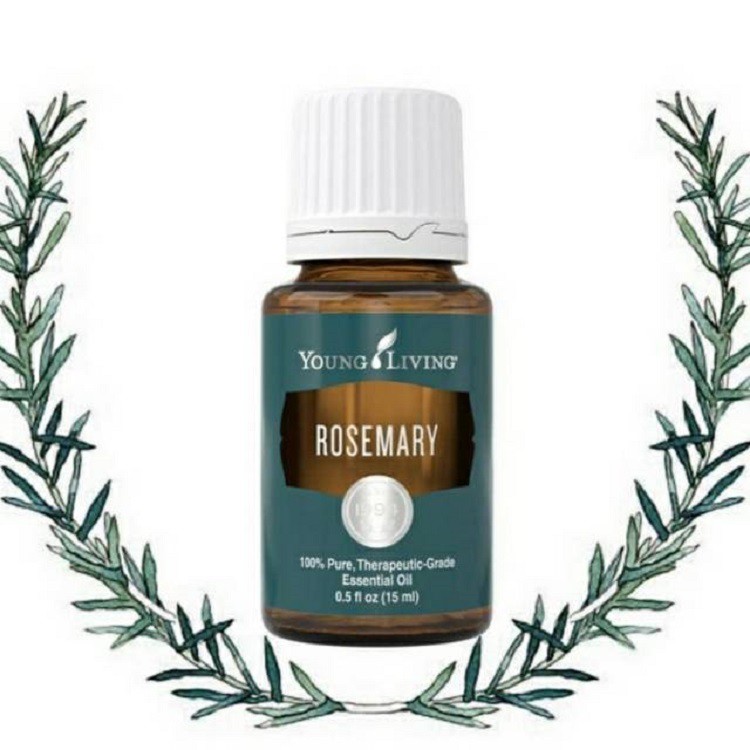 ROSEMARY 15ML ESSENTIAL OIL YL ORIGINAL | Lazada Indonesia