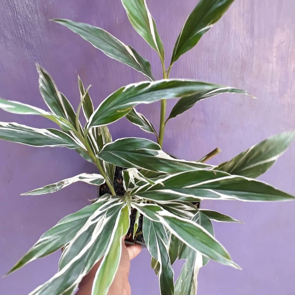 Tanaman Honje Variegata / Onje varigata | Lazada Indonesia