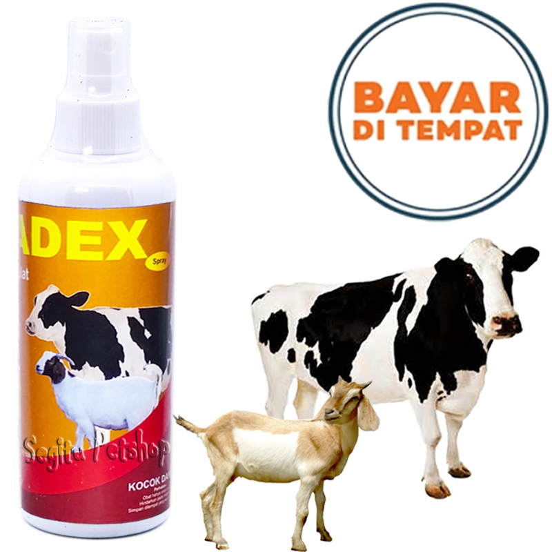 Obat Koreng Jamur Sapi Kambing Domba Sakit Borok Luka Gudig Kerbau ...