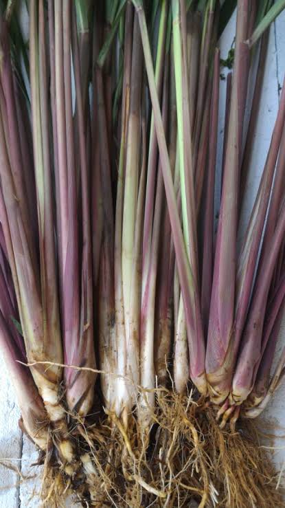 pohon sereh wangi super pohon herbal/pohon sereh merah pohon super ...