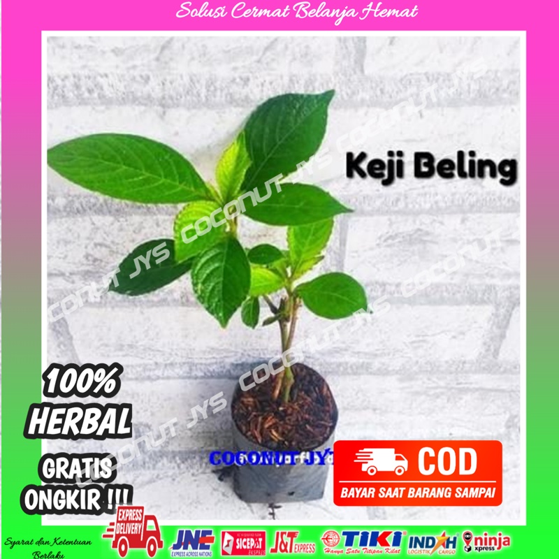 bibit tanaman keji beling/pecah beling obat herbal siap tanam | Lazada ...