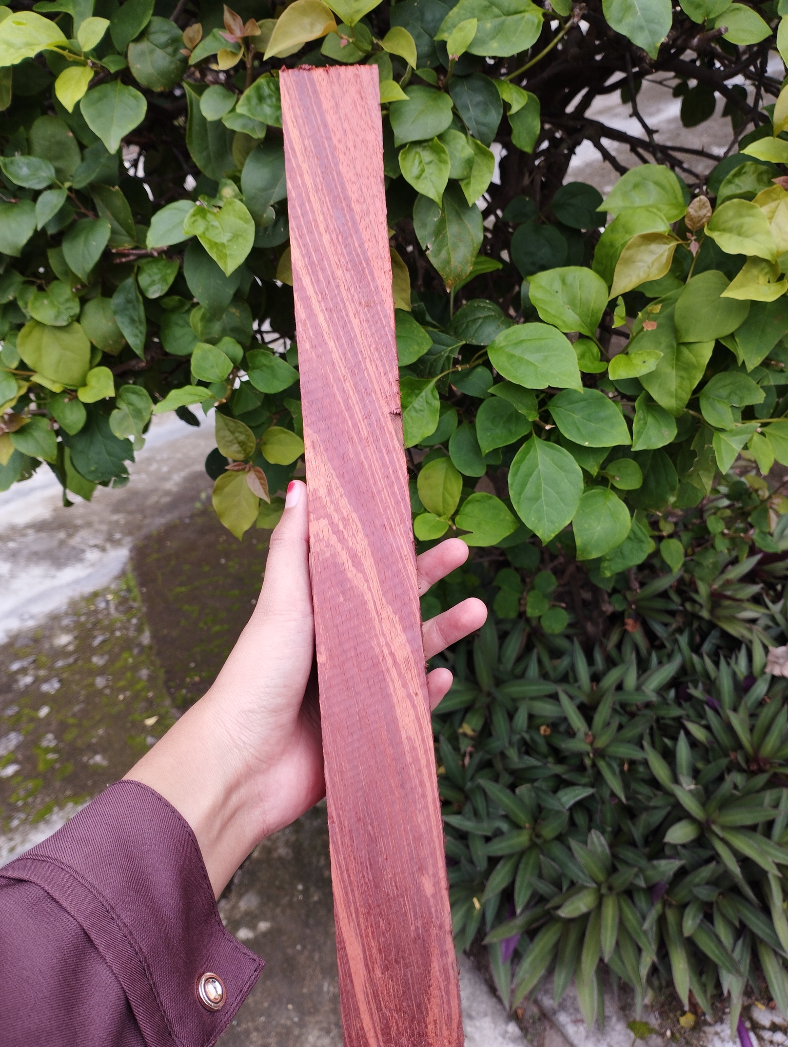 Bisa custom ukuran kayu rengas merah asli | Lazada Indonesia