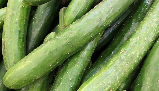 3 Benih Krai Timun Jepang Kyuri bibit tanaman sayur sayuran mentimun ...