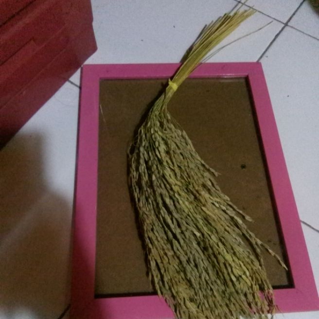 Padi Ketan Hitam tangkai lengkap 30 perikat | Lazada Indonesia