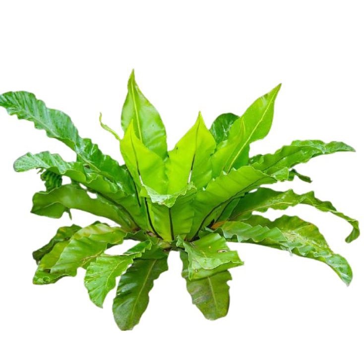 Readyy (BIG SIZE) tinggi 50cm tanaman hias KADAKA jenis aspenium ...