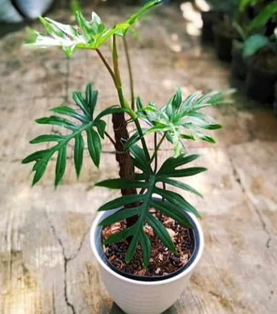 philodendron mayoi / philo mayoi / pilo mayoi / tanaman hias ...