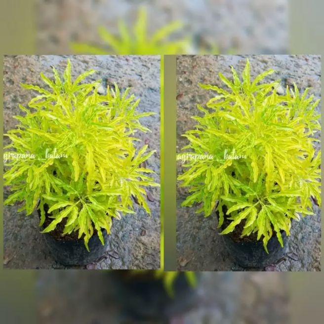 paket 2 tanaman hias brokoli kuning / brokoli kuning tanaman hias ...