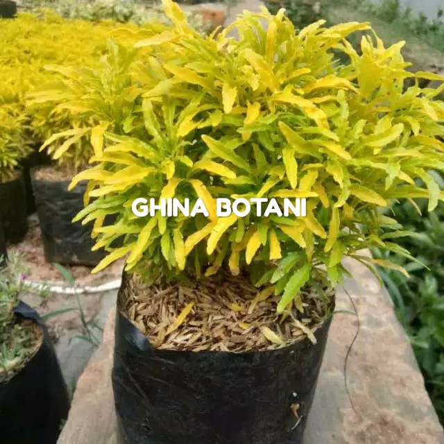 Tanaman Hias Berokoli kuning / tanaman brokoli kuning | Lazada Indonesia