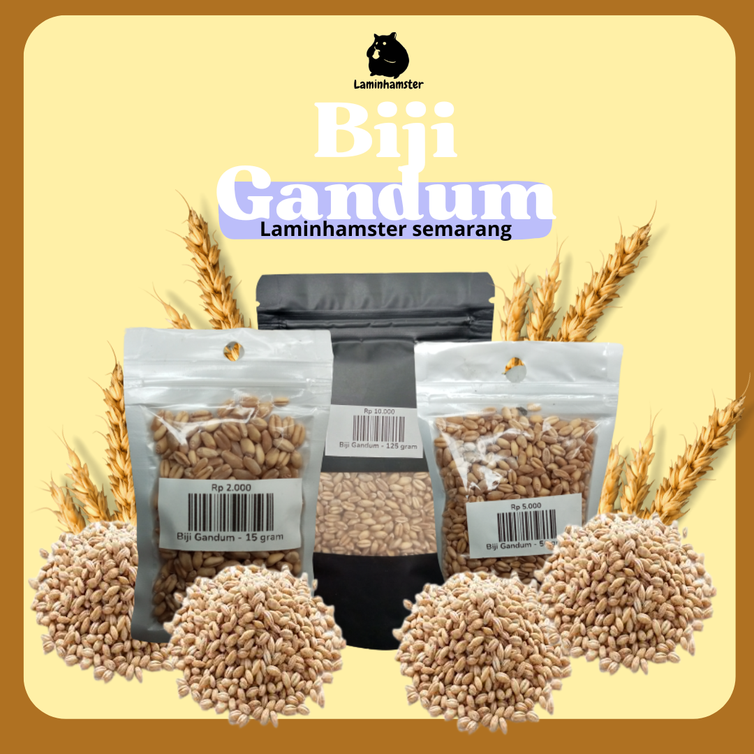Biji Gandum - Snack Hamster | Lazada Indonesia