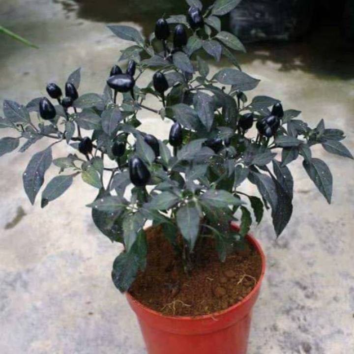 isi paket : 2 Bibit Cabe Hias Hitam Black Royal Benih Tanaman Hias ...