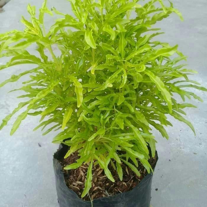 tanaman hias brokoli kuning / tanaman brokoli kuning / pohon brokoli ...