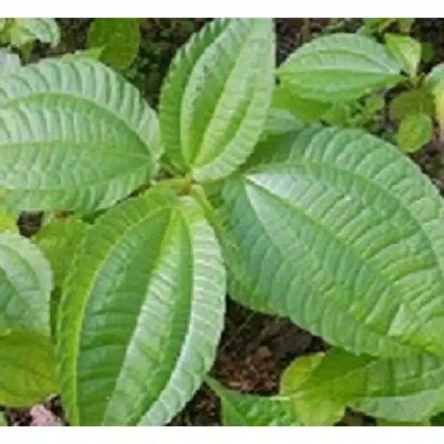 bibit stek batang daun pohpohan | Lazada Indonesia