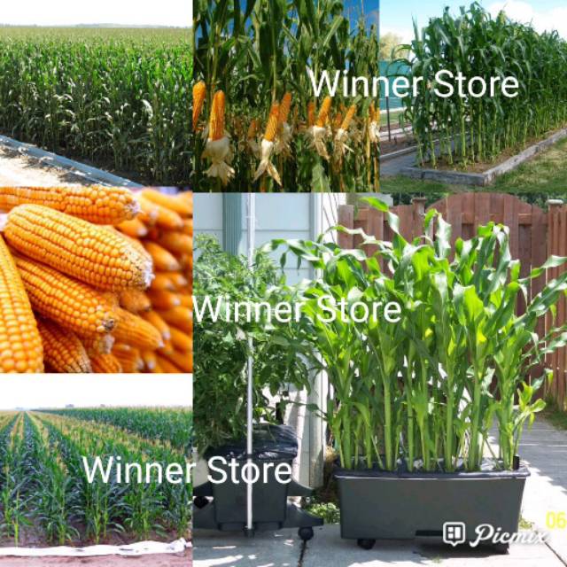150 jagung madura kuning yellow corn plant zea mays Winner Store bibit ...
