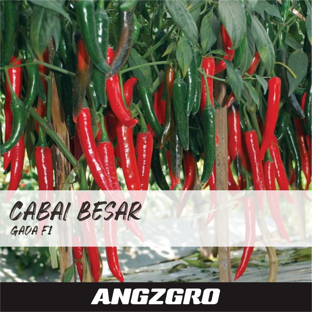 Benih Bibit Cabai Cabe Besar Gada F1 150 Biji Tanaman Hidroponik ...