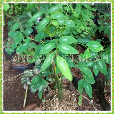 pohon katuk-bibit pohon daun katuk-daun katuk segar | Lazada Indonesia