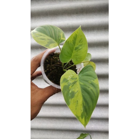 bibit homalomena pendula varigata | Lazada Indonesia