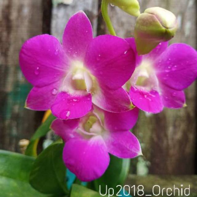 Anggrek Dendrobium Burana Pink Dewasa Siap Spike | Lazada Indonesia