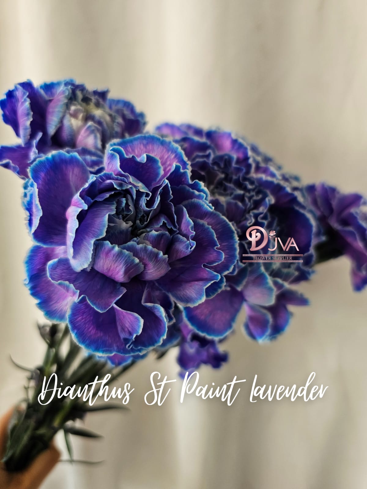 Bunga Segar/Bunga Potong/Fresh Flower Dianthus St Tinted Import ...