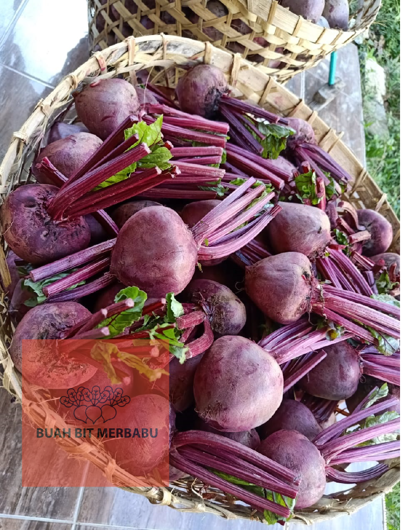 1KG/ BUAH BIT | BEET ROOT | UMBI BIT | FRESH | Lazada Indonesia