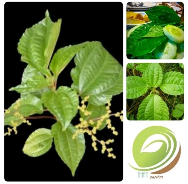 daun pohpohan segar 1kg-untuk lalapan dan obat herbal | Lazada Indonesia