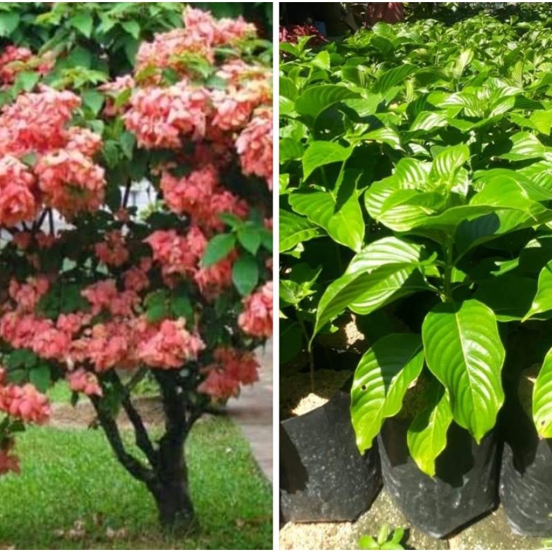 bunga Nusa indah merah | Lazada Indonesia