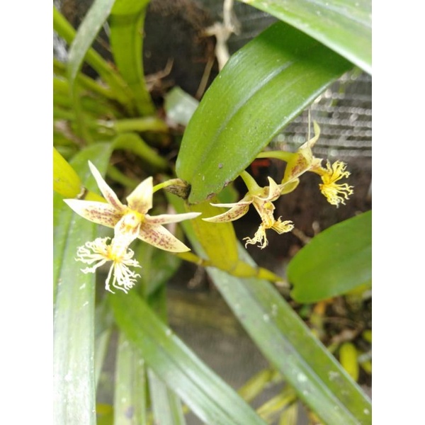 Anggrek tulang..fliking eria | Lazada Indonesia