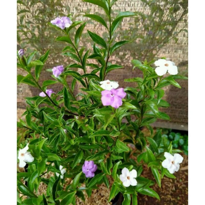 TANAMAN HIAS MELATI COSTA | Lazada Indonesia