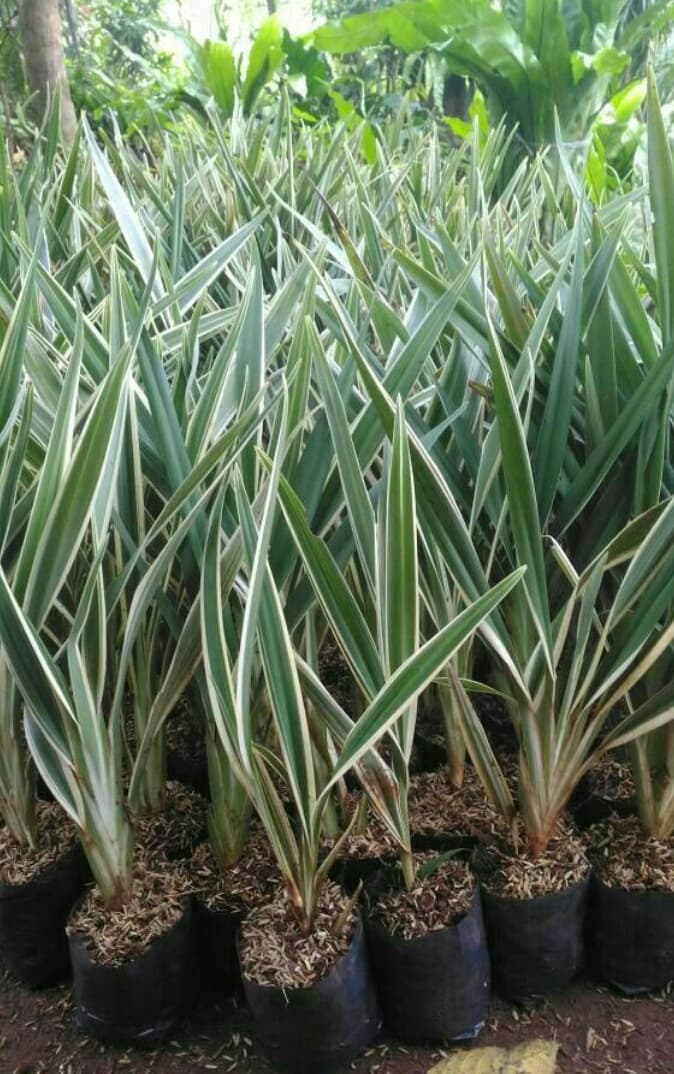 Tanaman hias lili brazil pohon lili brazil lili paris besar | Lazada ...